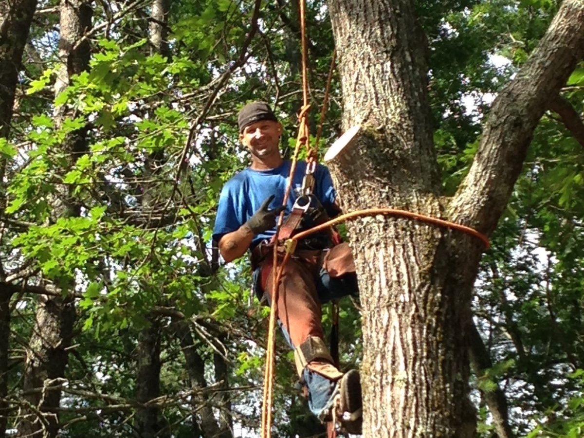 Lakewood Tree Experts